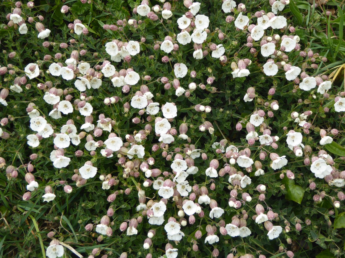 Two short Cornish walks – spring flowers | Beyond Steeple Point